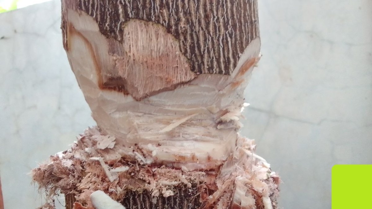 Ketika Pohon Kers Ditebang: Mengikhaskan Sesuatu Hilang – blog belalang ...